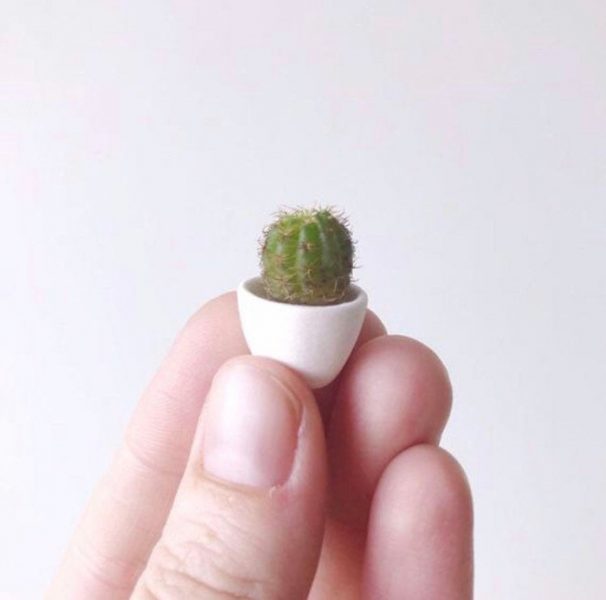 These Real Space-Saving Micro Cacti Are A Cute Addition To Any Desk