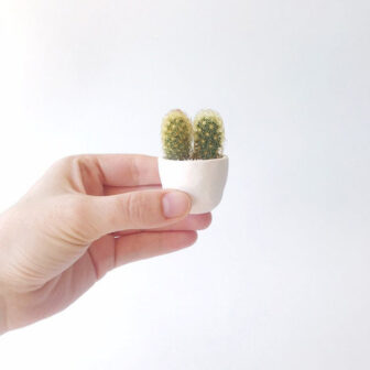 These Real Space-Saving Micro Cacti Are A Cute Addition To Any Desk