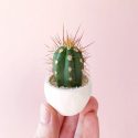 These Real Space-Saving Micro Cacti Are A Cute Addition To Any Desk