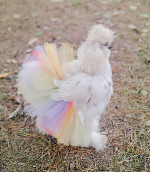 Apparently Chickens Wearing Tutus Is Now A Thing And They Look Adorable