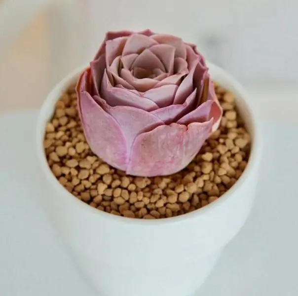 You Can Now Grab Yourself Some Rare Pink Rose Succulents On Etsy