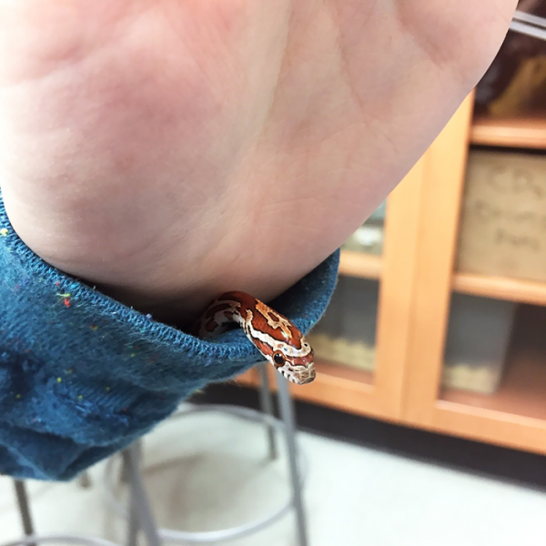 26 Baby Snake Pictures That Will Help You Conquer Your Fear With Their ...