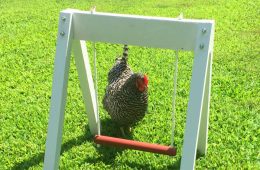 You Can Now Get Your Chickens A Full-On Playground For Them To Enjoy ...