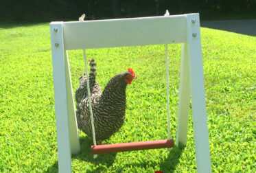 You Can Now Get Your Chickens A Full-On Playground For Them To Enjoy ...