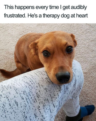 30 Adorable Dog Posts That Are Enough To Make Anyone's Day