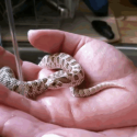 26 Baby Snake Pictures That Will Help You Conquer Your Fear With Their ...