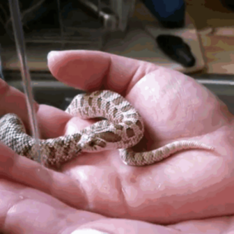 26 Baby Snake Pictures That Will Help You Conquer Your Fear With Their ...