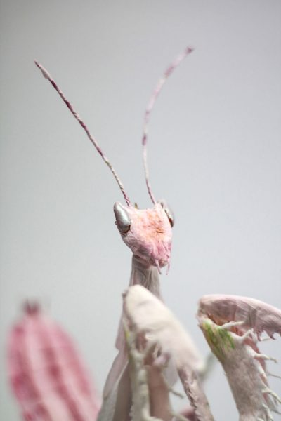 Artist Tina Kraus Creates Super Realistic Plants And Insects Using ...