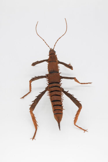 Artist Tina Kraus Creates Super Realistic Plants And Insects Using ...