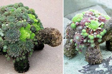 The DIY Crochet Patterns For These Adorable Turtles With Removable ...