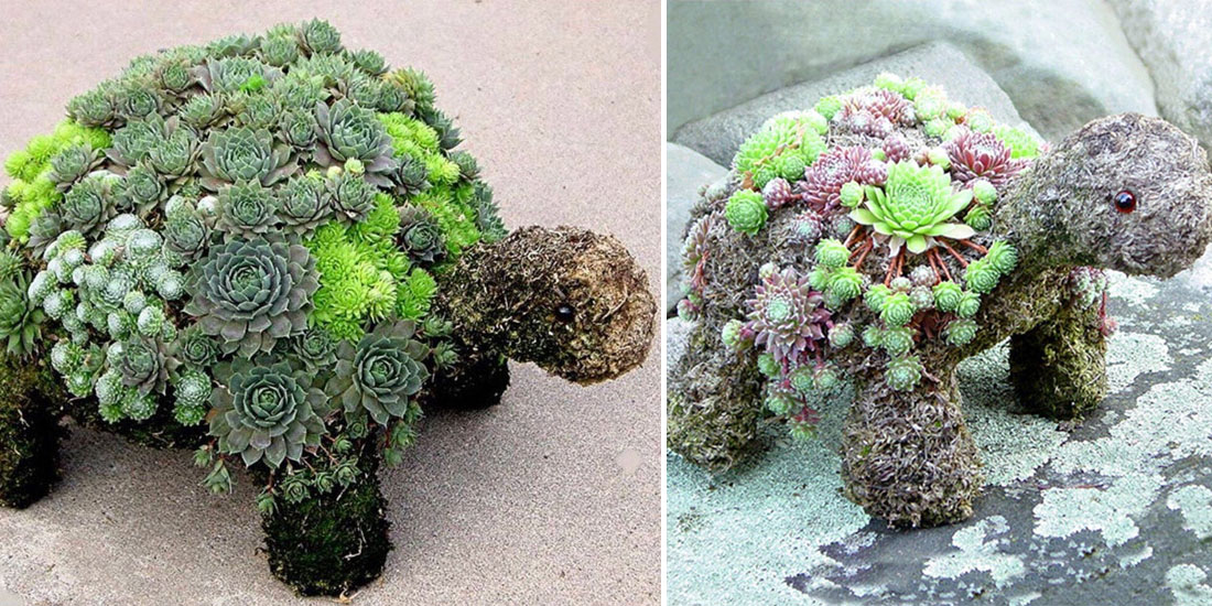 This DIY Kit Allows You To Create Your Very Own Adorable Succulent Turtle