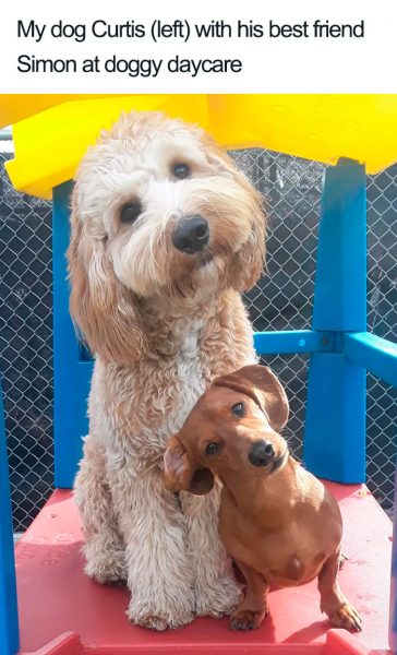 30 Adorable Dog Posts That Are Enough To Make Anyone's Day