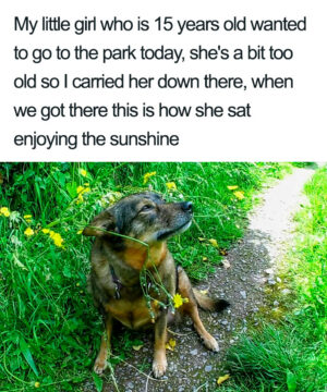 30 Adorable Dog Posts That Are Enough To Make Anyone's Day