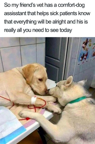 30 Adorable Dog Posts That Are Enough To Make Anyone's Day
