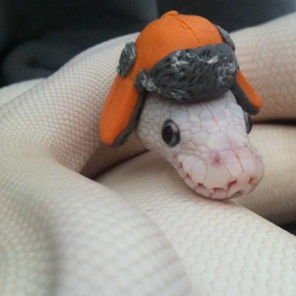 26 Baby Snake Pictures That Will Help You Conquer Your Fear With Their ...