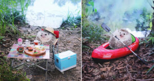 Azuki The Adorable Pygmy Hedgehog Goes Camping In This Cute Photo Shoot