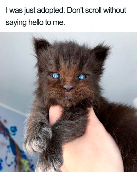 People Share Adorable Cat Posts That Will Make You Feel Good Inside