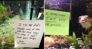 23 Hilarious Fishes Being Shamed For Their Naughty Crimes