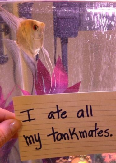 23 Hilarious Fishes Being Shamed For Their Naughty Crimes
