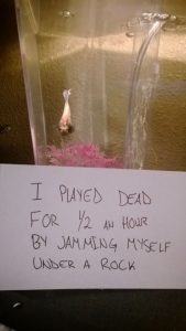 23 Hilarious Fishes Being Shamed For Their Naughty Crimes