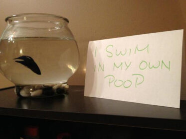 23 Hilarious Fishes Being Shamed For Their Naughty Crimes