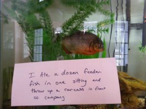 23 Hilarious Fishes Being Shamed For Their Naughty Crimes