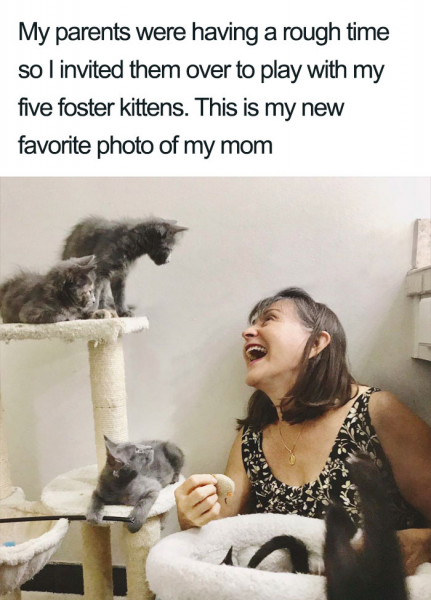 People Share Adorable Cat Posts That Will Make You Feel Good Inside