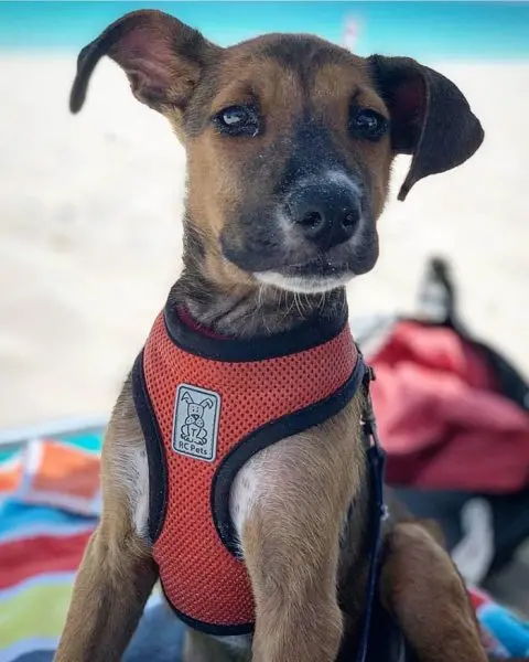 Did You Know There's A Tropical Island You Can Visit Filled With Rescue ...