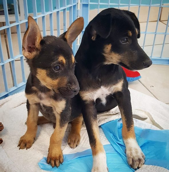 Did You Know There's A Tropical Island You Can Visit Filled With Rescue ...