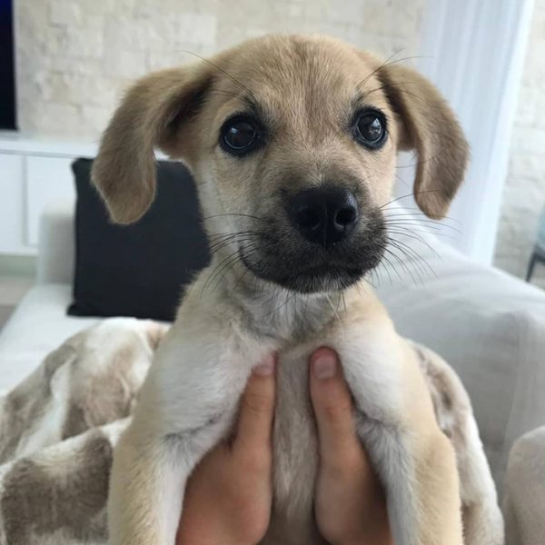 Did You Know There's A Tropical Island You Can Visit Filled With Rescue ...