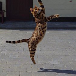 Meet Thor The Bengal Cat That Looks Half Tiger And Half Leopard
