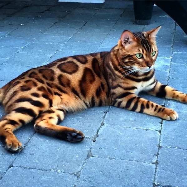 Meet Thor The Bengal Cat That Looks Half Tiger And Half Leopard