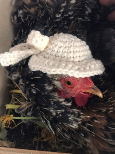 37 Chickens In Their Little Knitted Outfits Ready For Fall