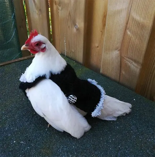37 Chickens In Their Little Knitted Outfits Ready For Fall