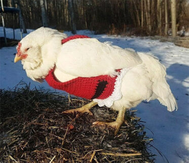 37 Chickens In Their Little Knitted Outfits Ready For Fall