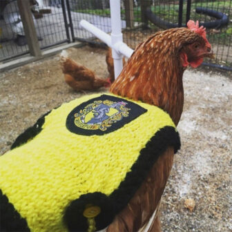 37 Chickens In Their Little Knitted Outfits Ready For Fall