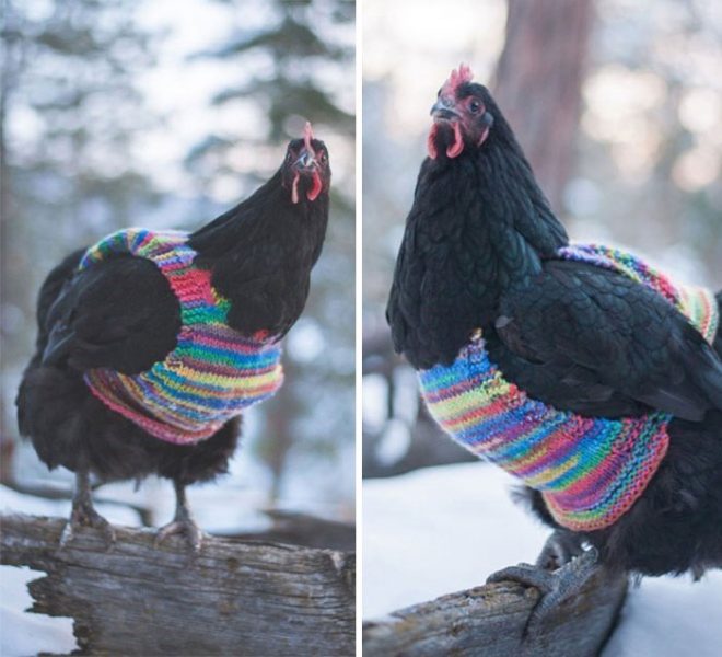 37 Chickens In Their Little Knitted Outfits Ready For Fall