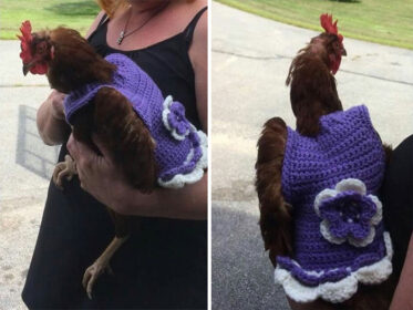 37 Chickens In Their Little Knitted Outfits Ready For Fall