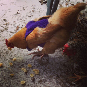 37 Chickens In Their Little Knitted Outfits Ready For Fall