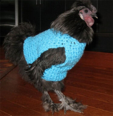 37 Chickens In Their Little Knitted Outfits Ready For Fall