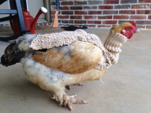 37 Chickens In Their Little Knitted Outfits Ready For Fall