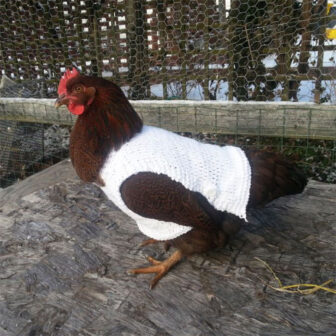 37 Chickens In Their Little Knitted Outfits Ready For Fall