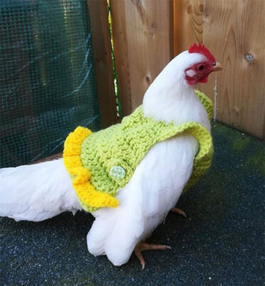 37 Chickens In Their Little Knitted Outfits Ready For Fall
