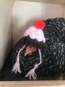 37 Chickens In Their Little Knitted Outfits Ready For Fall