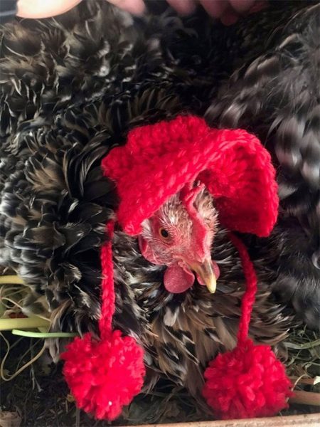 37 Chickens In Their Little Knitted Outfits Ready For Fall