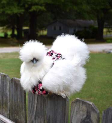 37 Chickens In Their Little Knitted Outfits Ready For Fall