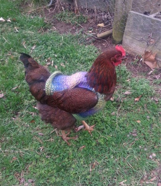 37 Chickens In Their Little Knitted Outfits Ready For Fall