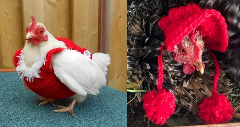 37 Chickens In Their Little Knitted Outfits Ready For Fall