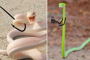 26 Baby Snake Pictures That Will Help You Conquer Your Fear With Their ...