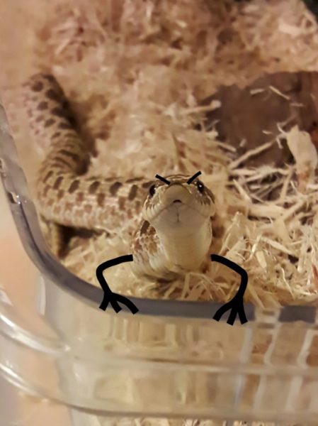 Snake Pics Are Getting A Doodle Makeover And The Results Are Beyond Funny